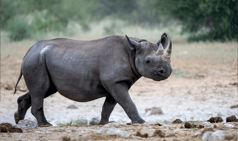Black Rhino Conservation: Saving Africa's Rare Giants - Save Wild Life