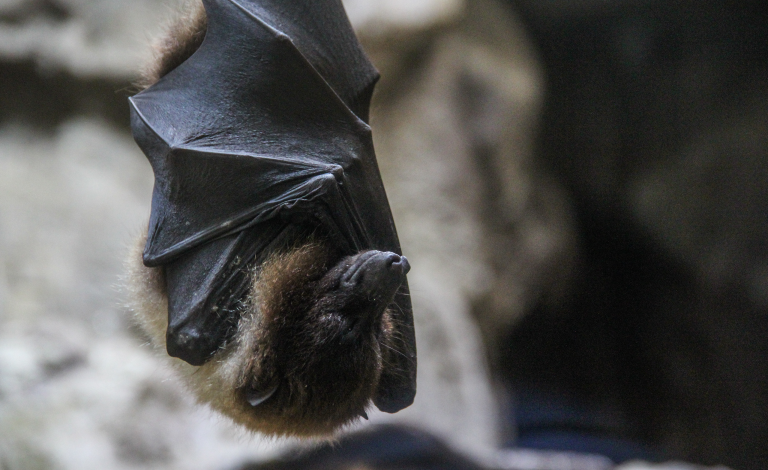 Help Save Wildlife by Understanding the Role of Bats in Our Ecosystems ...
